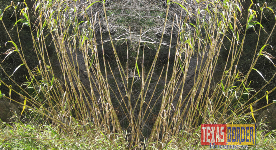Controlling Carrizo Cane Along the Rio Grande and Real-Time Water ...