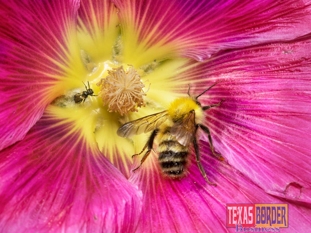 Wild Bees on Exhibit, Community Call for Photography of Pollinators in ...