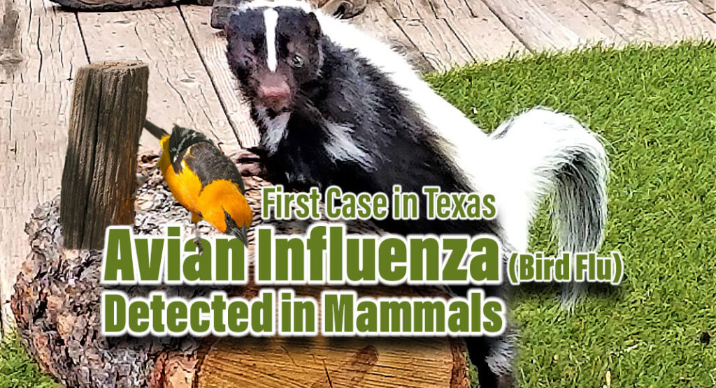 First Texas Case of Highly Pathogenic Avian Flu Detected in Mammals - Texas Border Business