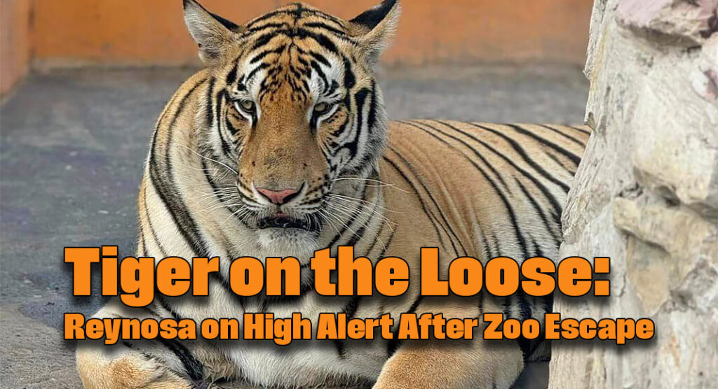 Tiger on the Loose: Reynosa on High Alert After Zoo Escape - Texas ...