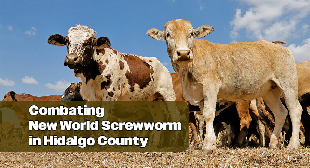 De La Cruz Advocates to Combat New World Screwworm in Hidalgo County ...