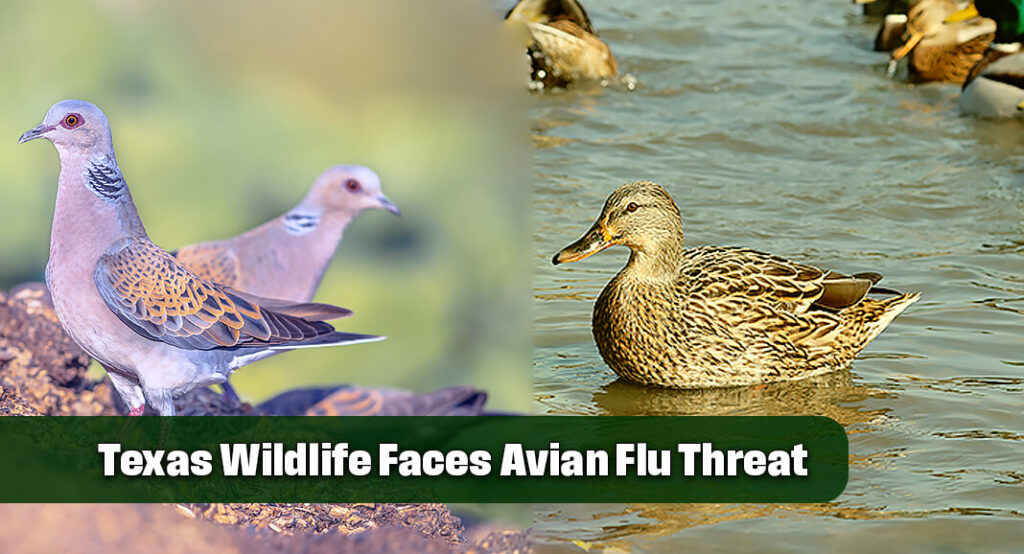 Highly Pathogenic Bird Flu Detected in Multiple Areas in Texas - Texas ...